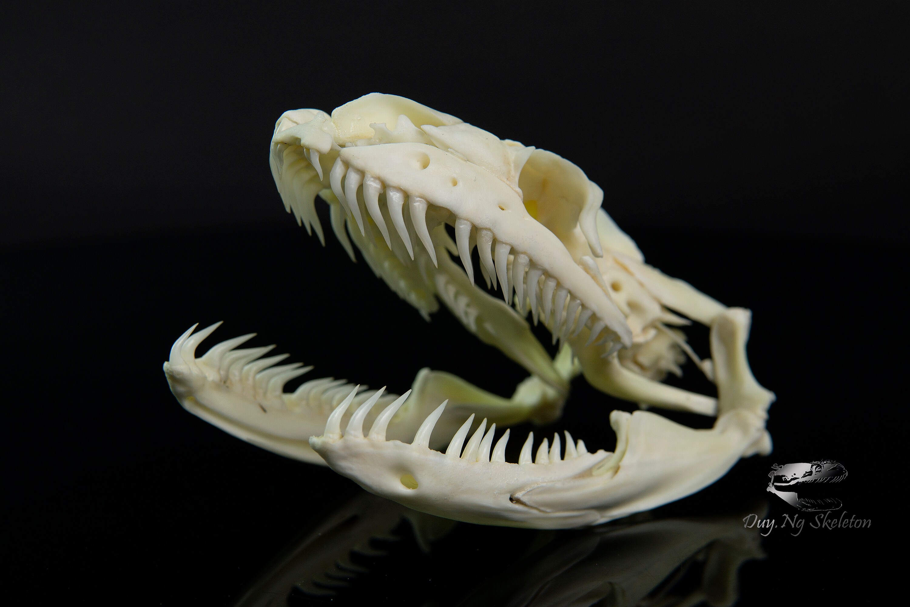 Real Large Python Skull 10.5 cm Size L Snake articulation | Etsy