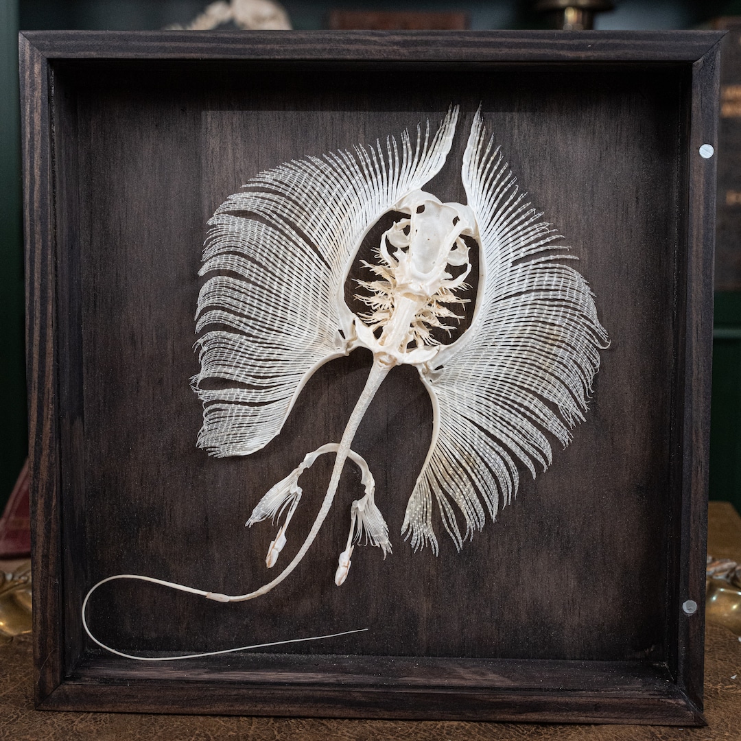 Stingray Skeleton Real Fish Taxidermy - Oddities Collector Marine ...