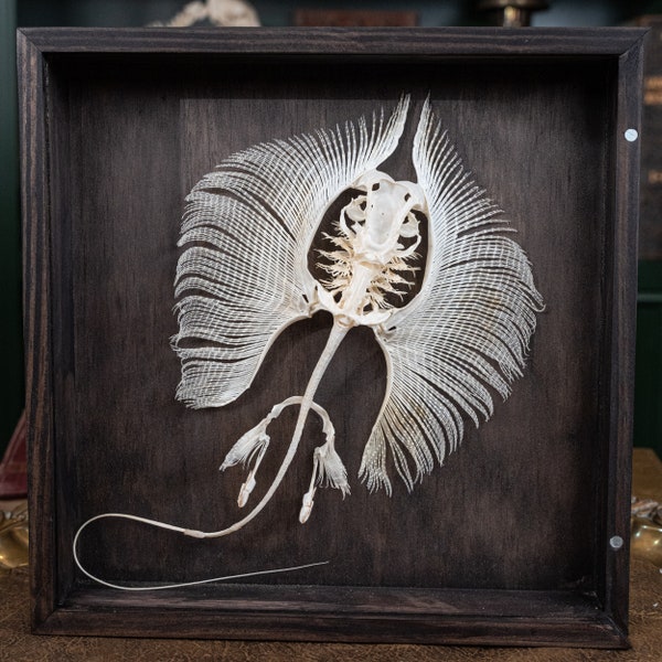 Fish Skeleton - Etsy
