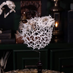 Real Pufferfish Skeleton, Fish Taxidermy, Porcupine Fish - Etsy