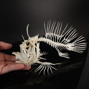 Real Frogfish Skeleton, Anglerfish, Antennariidae, Fish Taxidermy ...