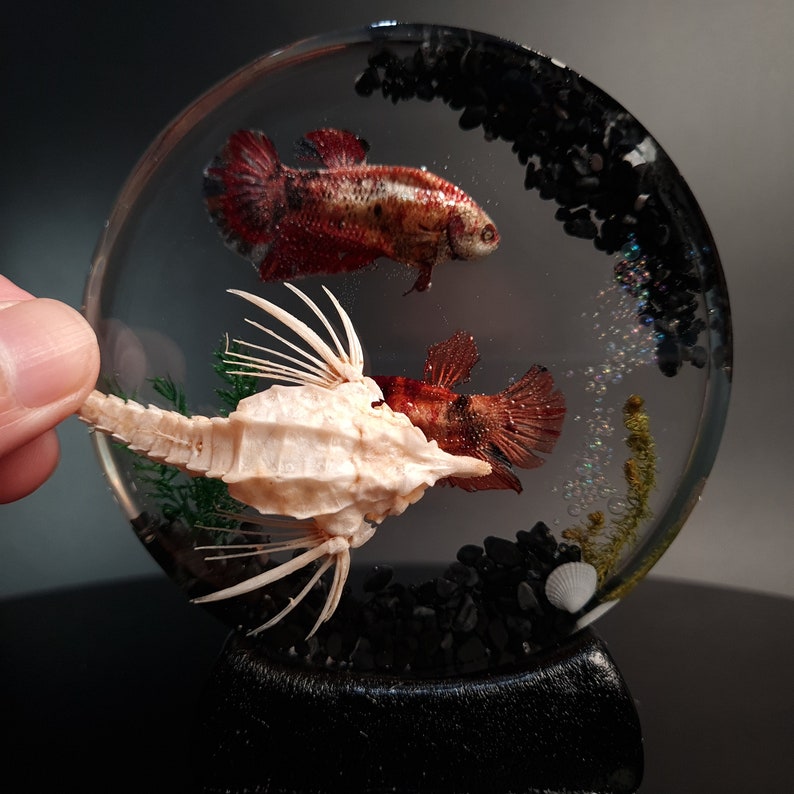 Real BETTA FISH Couple Mummified Fish Fish Taxidermy Resin - Etsy