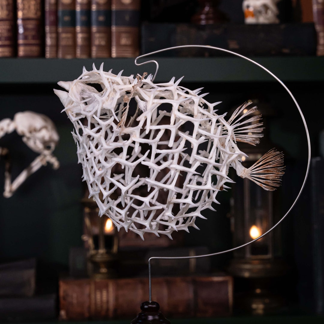 Real Pufferfish Skeleton, Fish Taxidermy, Porcupine Fish - Etsy