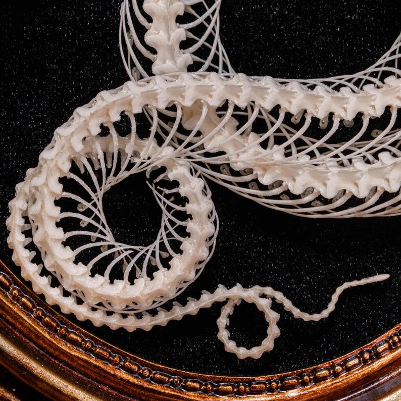 Framed Viper Snake Skeleton: Gothic Natural History Wall Art - Etsy ...