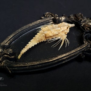 Real Dragon Sea Moth Skeleton Seamoth Pegasidae Fish - Etsy