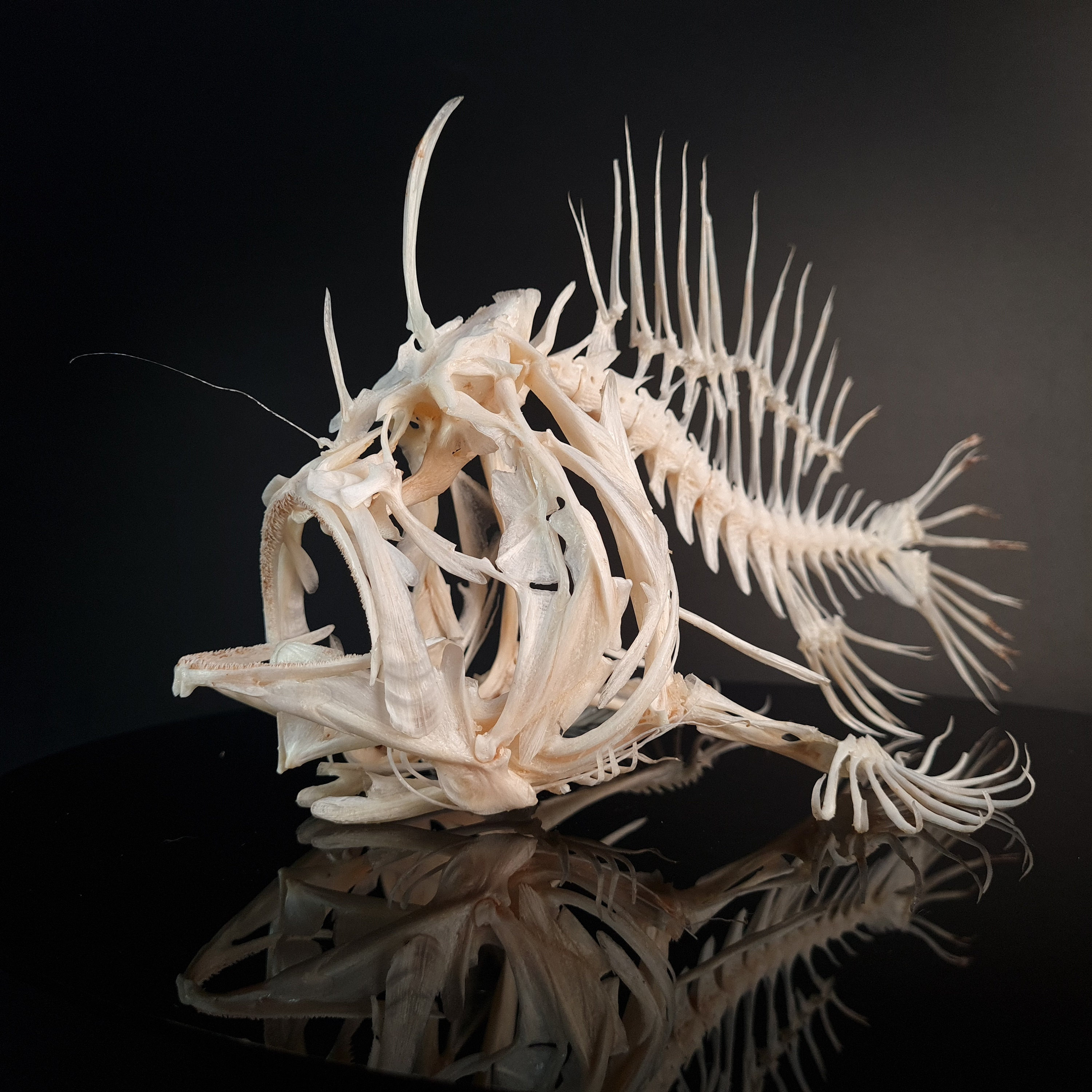 Frogfish Skeleton