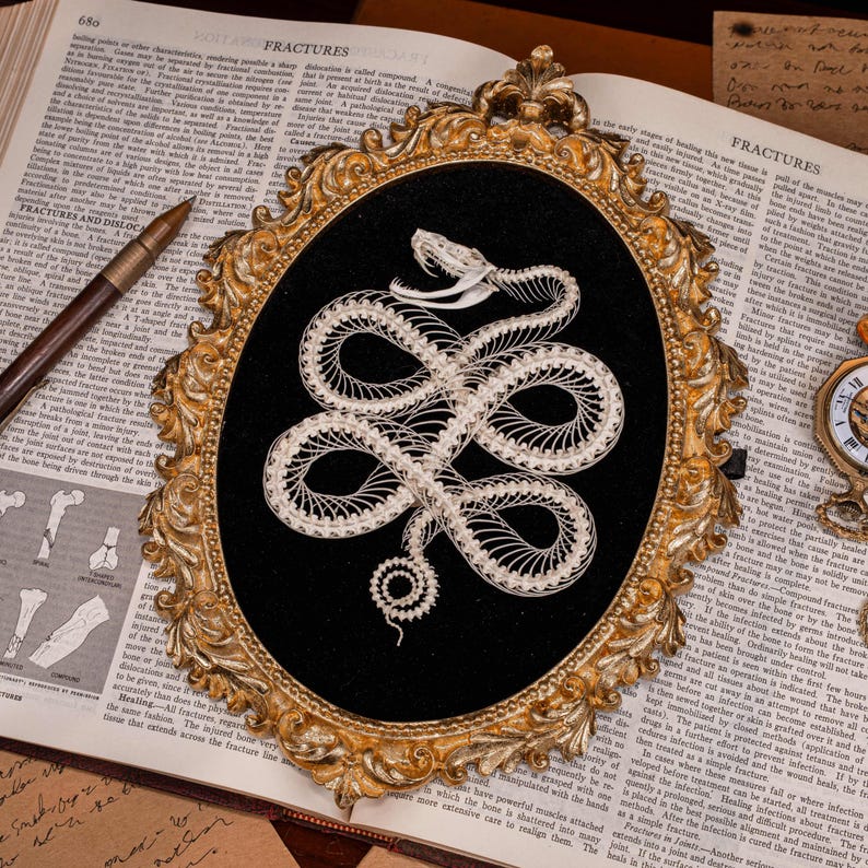 Real Viper Snake Skeleton Taxidermy: Gothic Altar Decor in Vintage ...