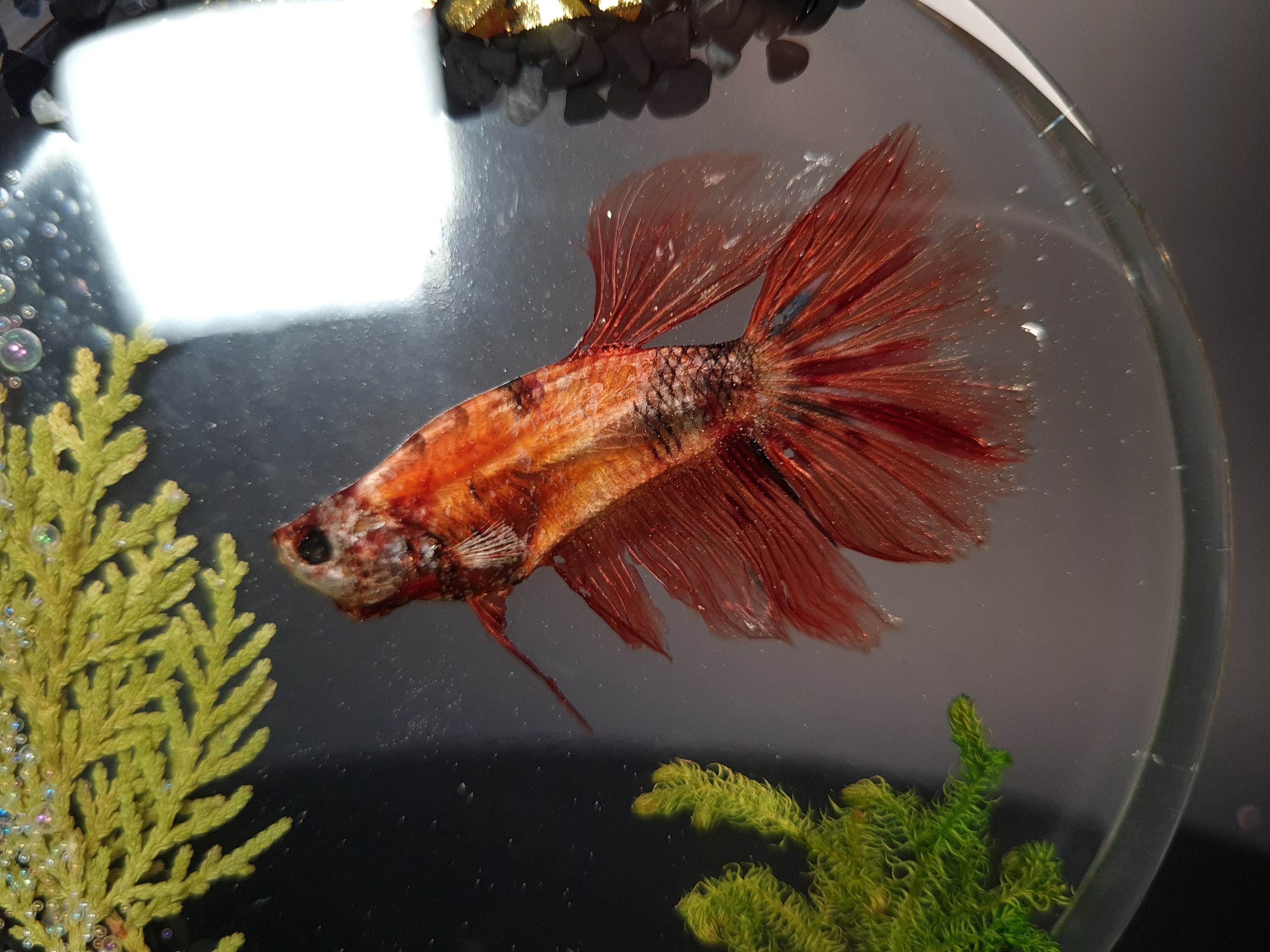 Real BETTA FISH Mummified Fish Fish Taxidermy Resin Art - Etsy