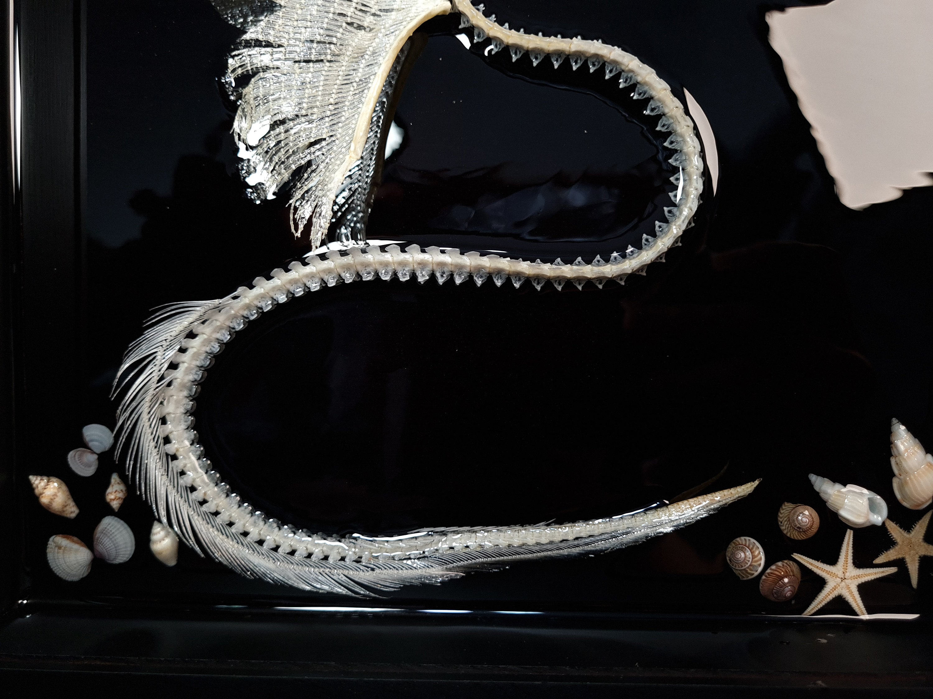 LEVIATHAN Real Moray Eel Skeleton With Stingray Wings Fish - Etsy