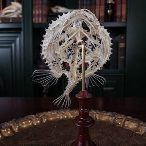 Real Starry Seabat, Batfish, Fish Skeleton Taxidermy, Minipizza Seabat ...