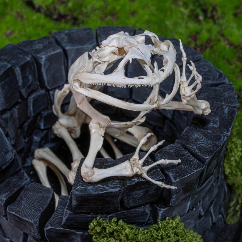 Real Frog Skeleton in Stone Well – Real Frog Taxidermy – Memento Mori ...