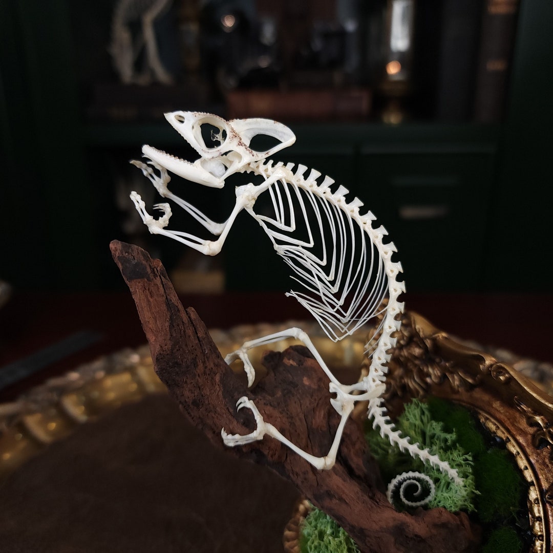Real Chameleon Skeleton Veiled Chameleon Taxidermy - Etsy