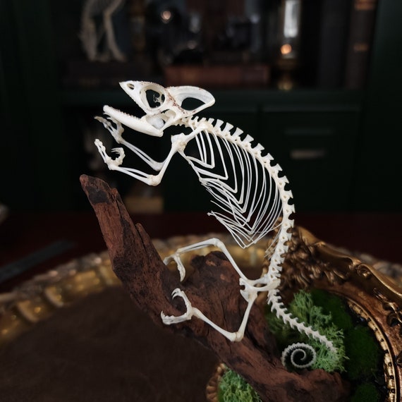 Veiled Chameleon Skull
