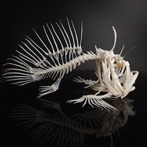 Real Frogfish Skeleton, Anglerfish, Antennariidae, Fish Taxidermy ...