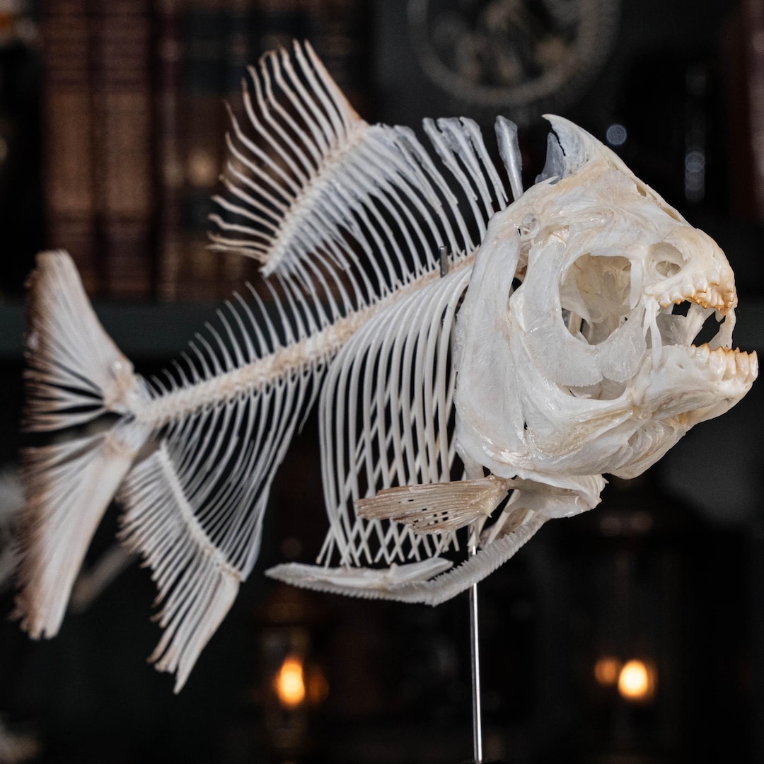 Real Pacu Fish Skeleton, Gothic Home Decor, Oddities and Curiosities ...