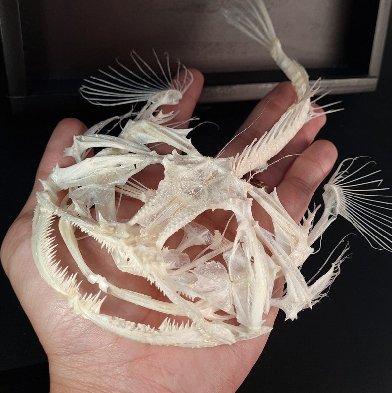 Real Monkfish Skeleton Lophius Monster Fish in Shadow Box - Etsy