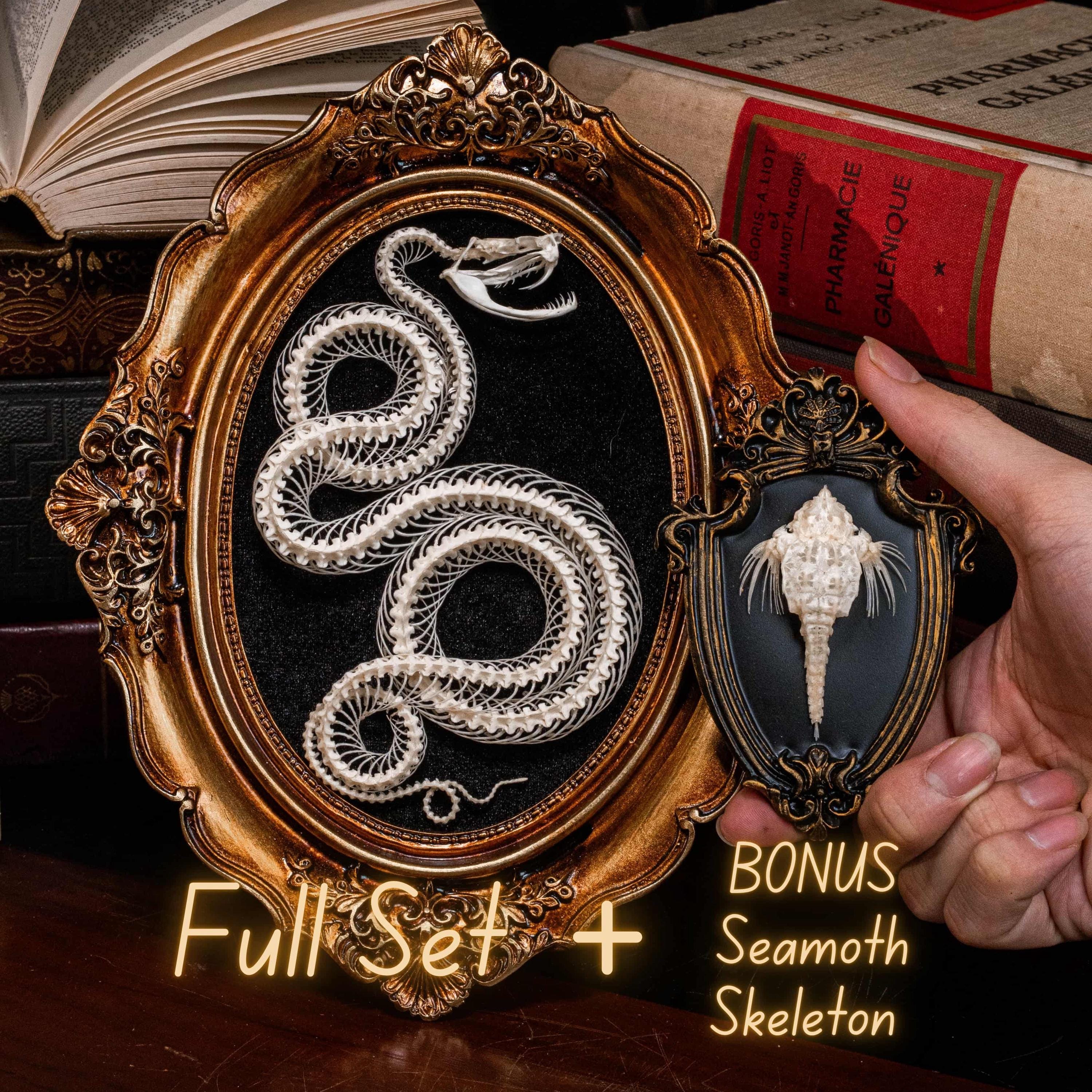 Framed Viper Snake Skeleton: Gothic Natural History Wall Art - Etsy ...