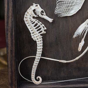 Stingray Skeleton Real Fish Taxidermy - Oddities Collector Marine ...