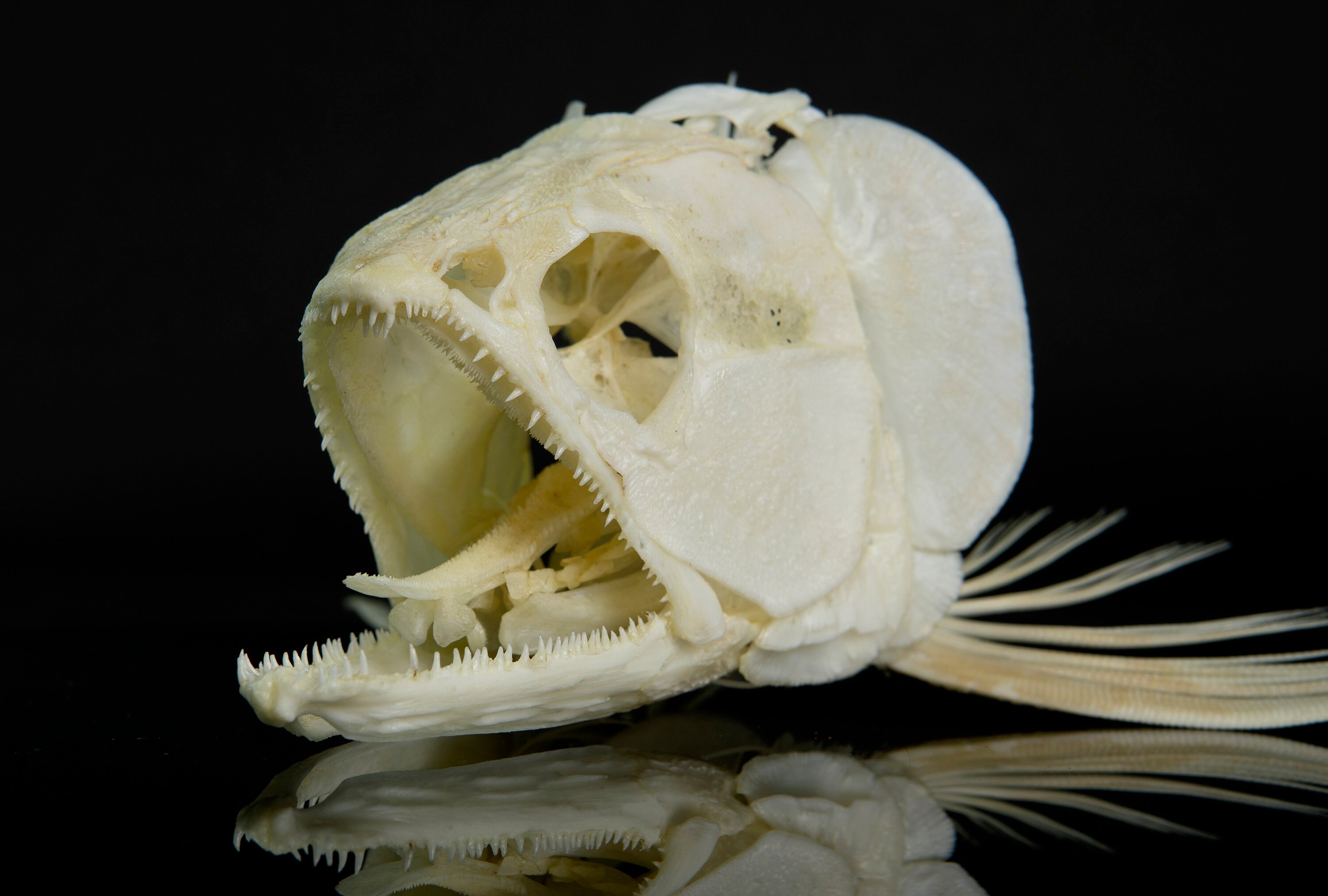 Silver Arowana Teeth