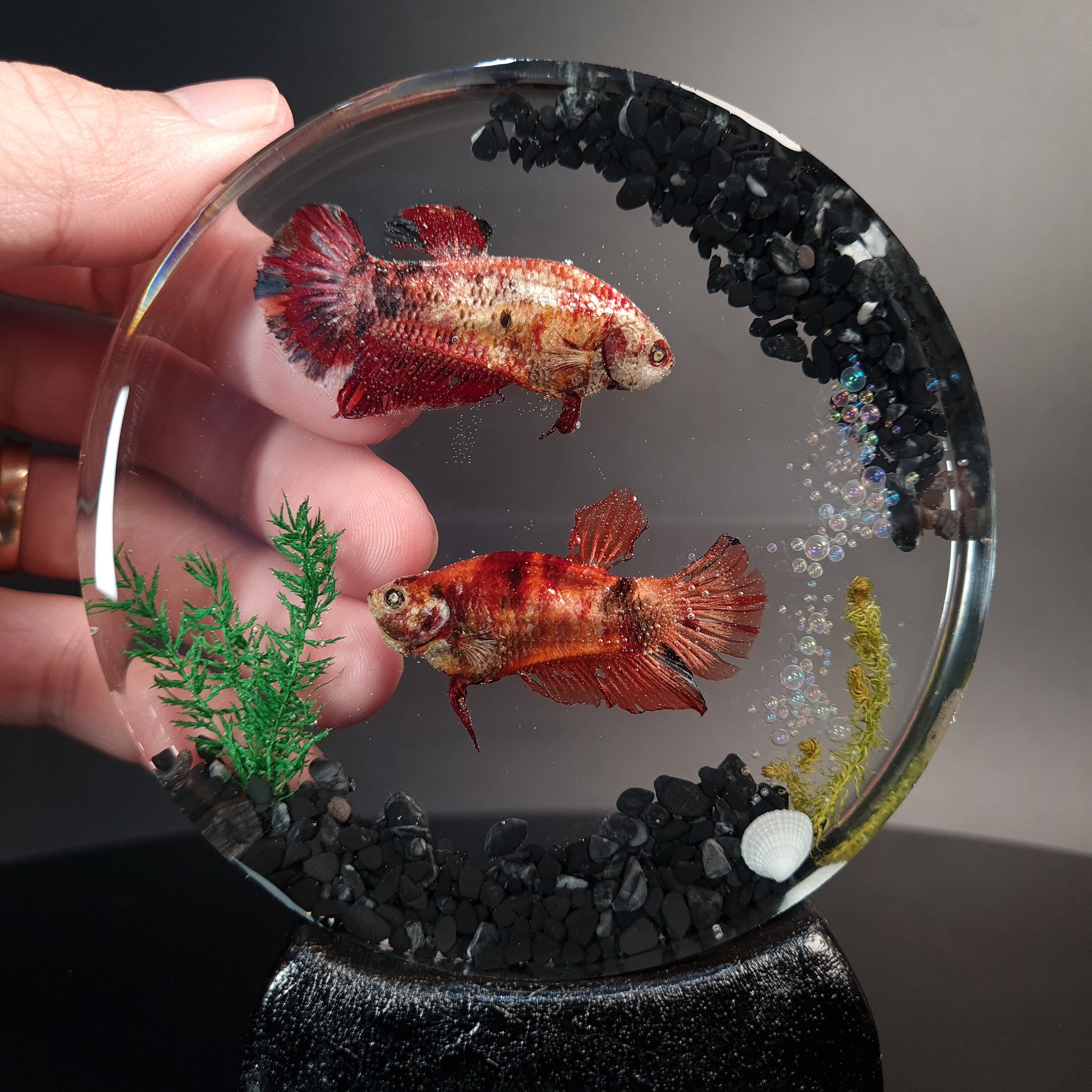 Real BETTA FISH Couple Mummified Fish Fish Taxidermy Resin - Etsy