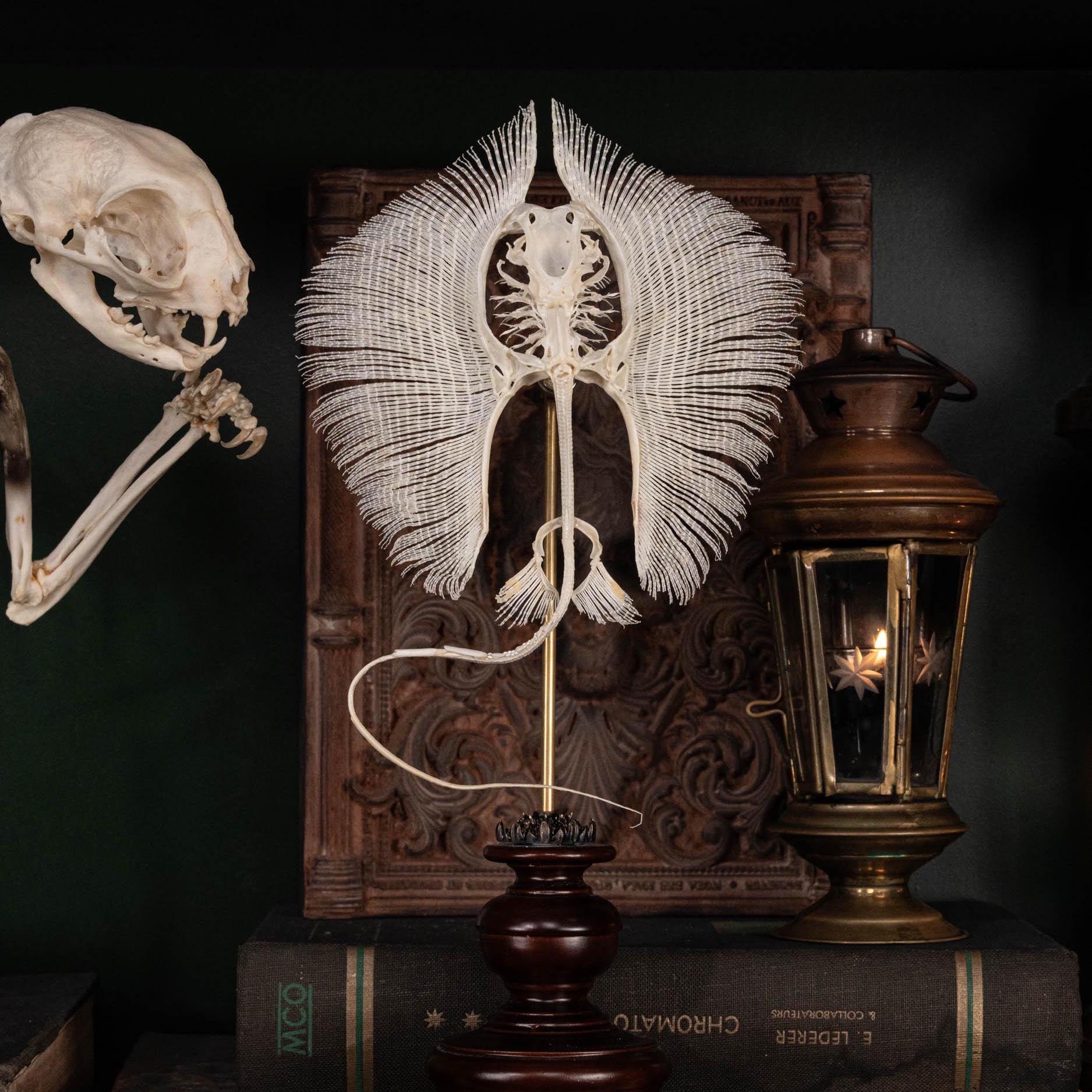 Manta Ray Skeleton Pin Page