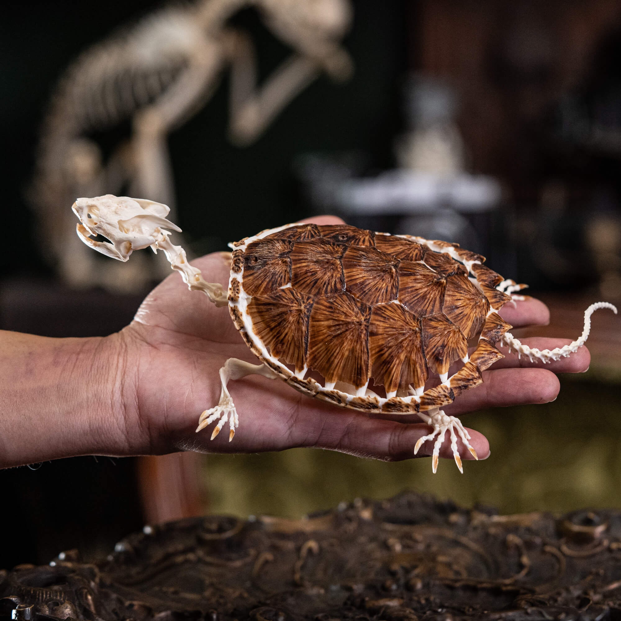 Snapping Turtle Skeleton