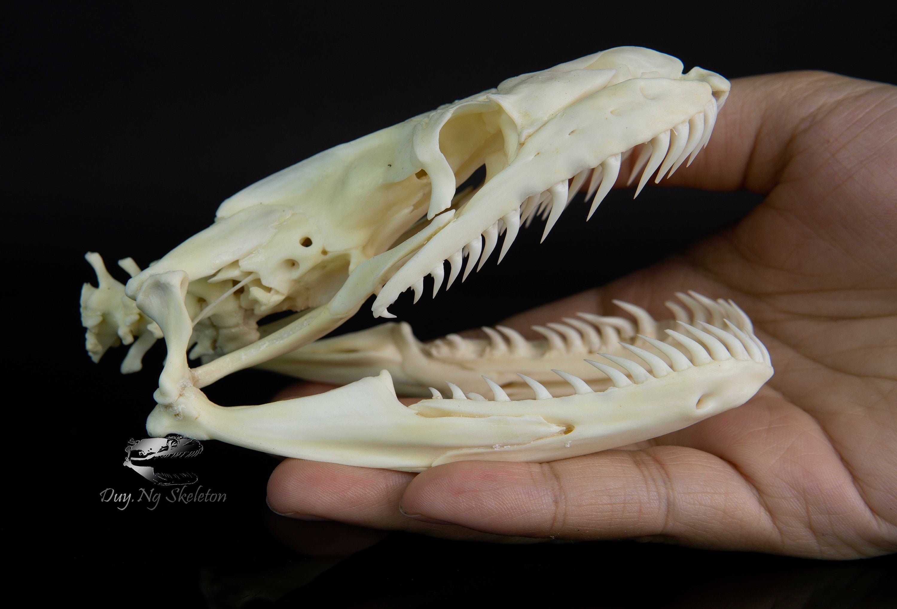 Real Large Python Skull 10.5 cm Snake Skull Snake | Etsy