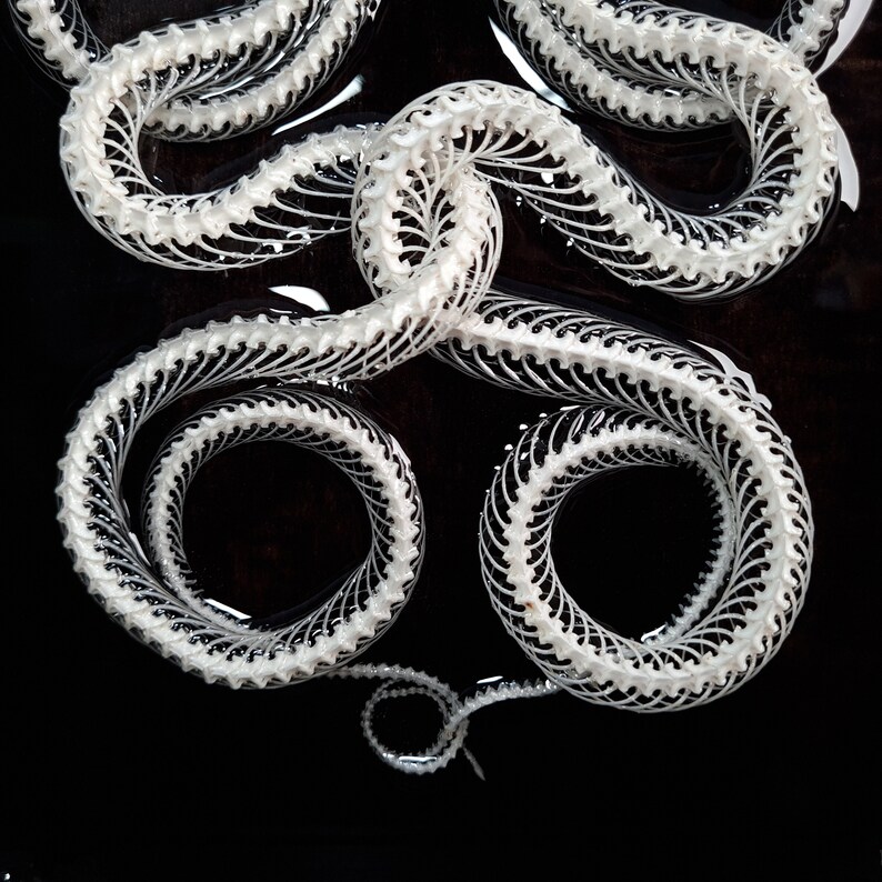 Real Viper Snake Skeleton Ouroboros Caduceus 24K Gold Leaf - Etsy Australia