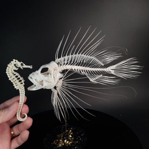 Real Lionfish Skeleton, Dendrochirus, Fish Taxidermy, on Display Base ...