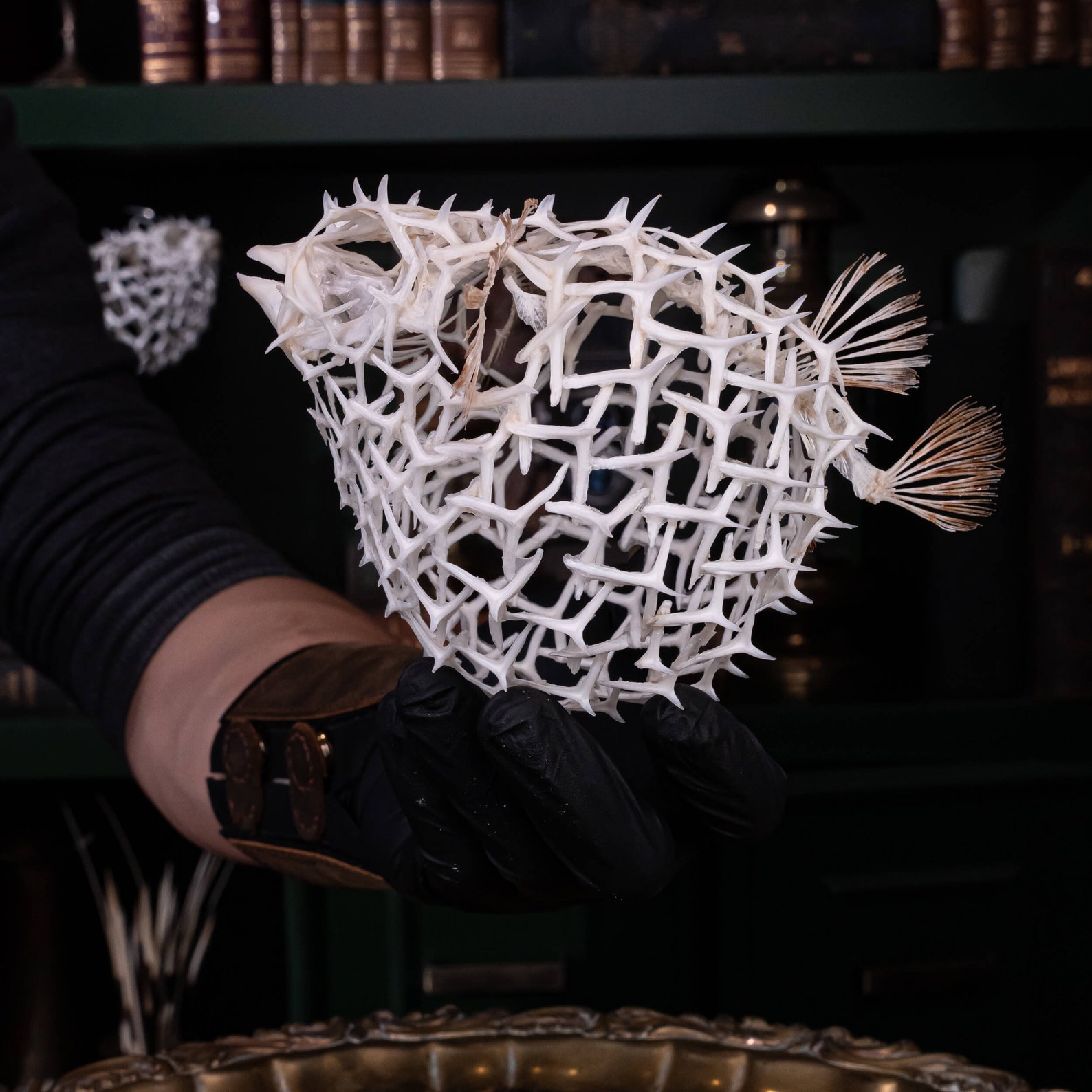 Real Pufferfish Skeleton, Fish Taxidermy, Porcupine Fish - Etsy
