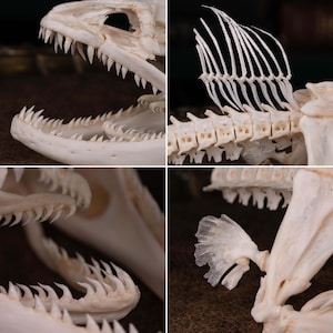 Real Moray Eel Skull 12 Cm, Monster Fish Taxidermy, Pharyngeal Jaw ...