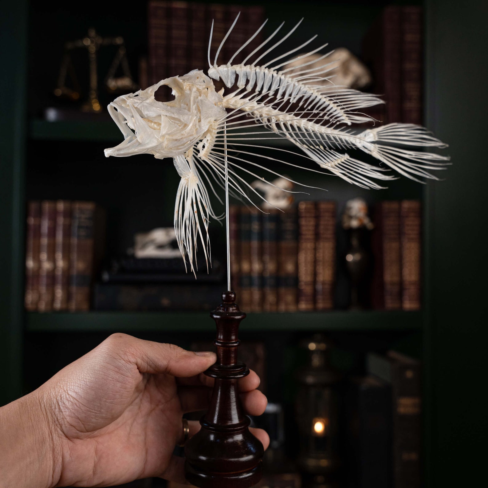 Real Lionfish Skeleton, Dendrochirus, Fish Taxidermy, on Queen Chess ...
