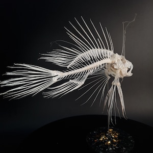 Real Lionfish Skeleton, Dendrochirus, Fish Taxidermy, on Display Base ...