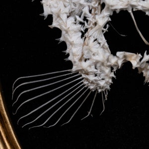 Real Starry Batfish Skeleton, Fish Taxidermy, Halieutaea Sp Bones ...