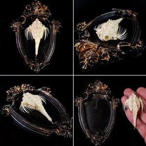 Real Silver Toadfish Skull, Silver Toadfish Skeleton, Lagocephalus ...