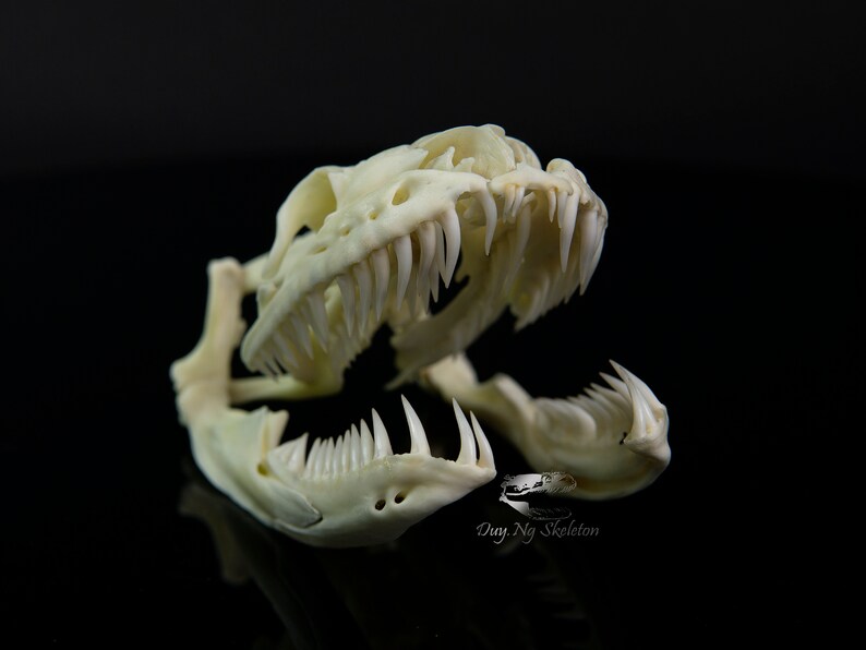 Real Huge Python Skull 10.5 cm Snake articulation Taxidermy | Etsy