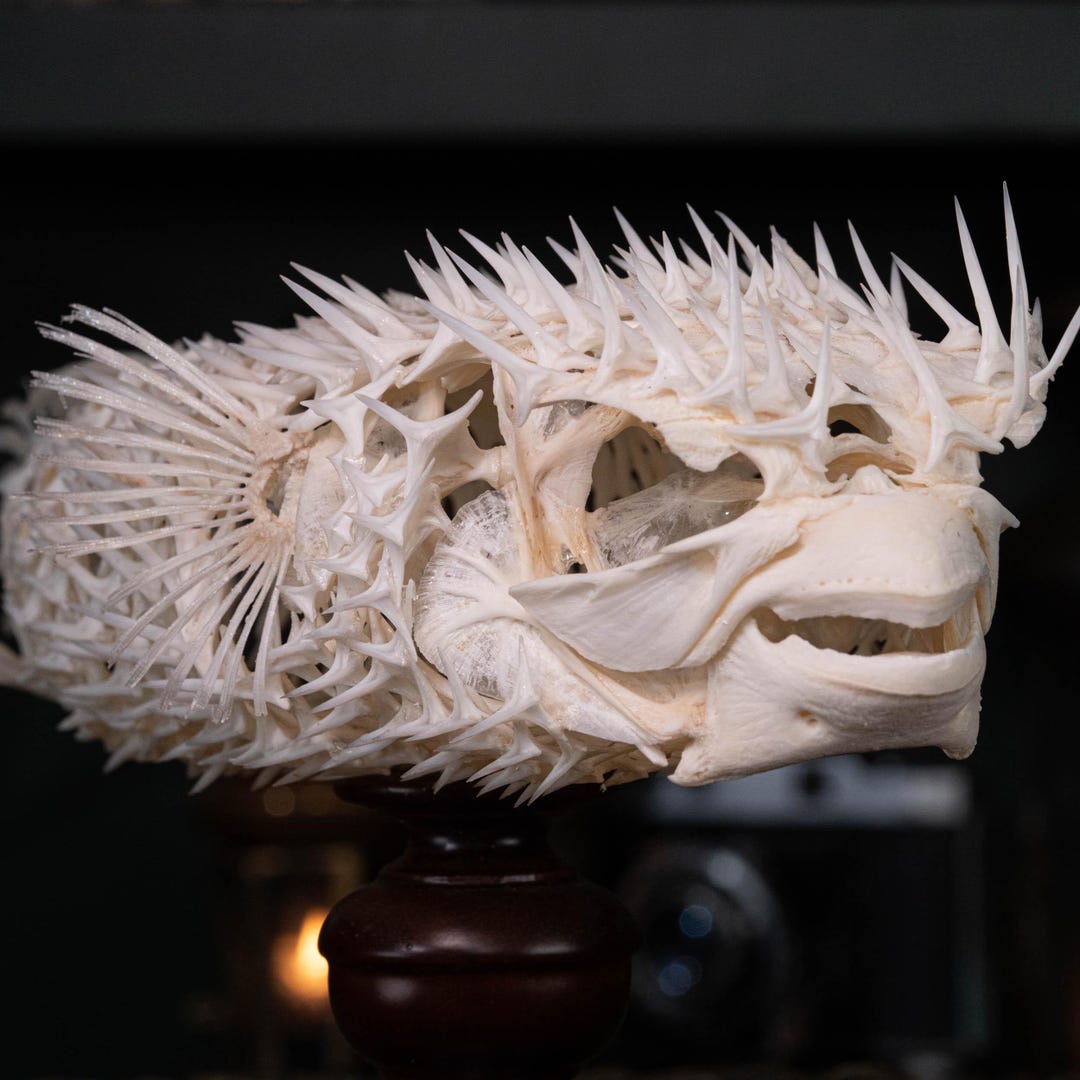Real Porcupinefish Skeleton, Pufferfish Taxidermy, Fish Skeleton Anatomy, Osteology Gift Decor ...