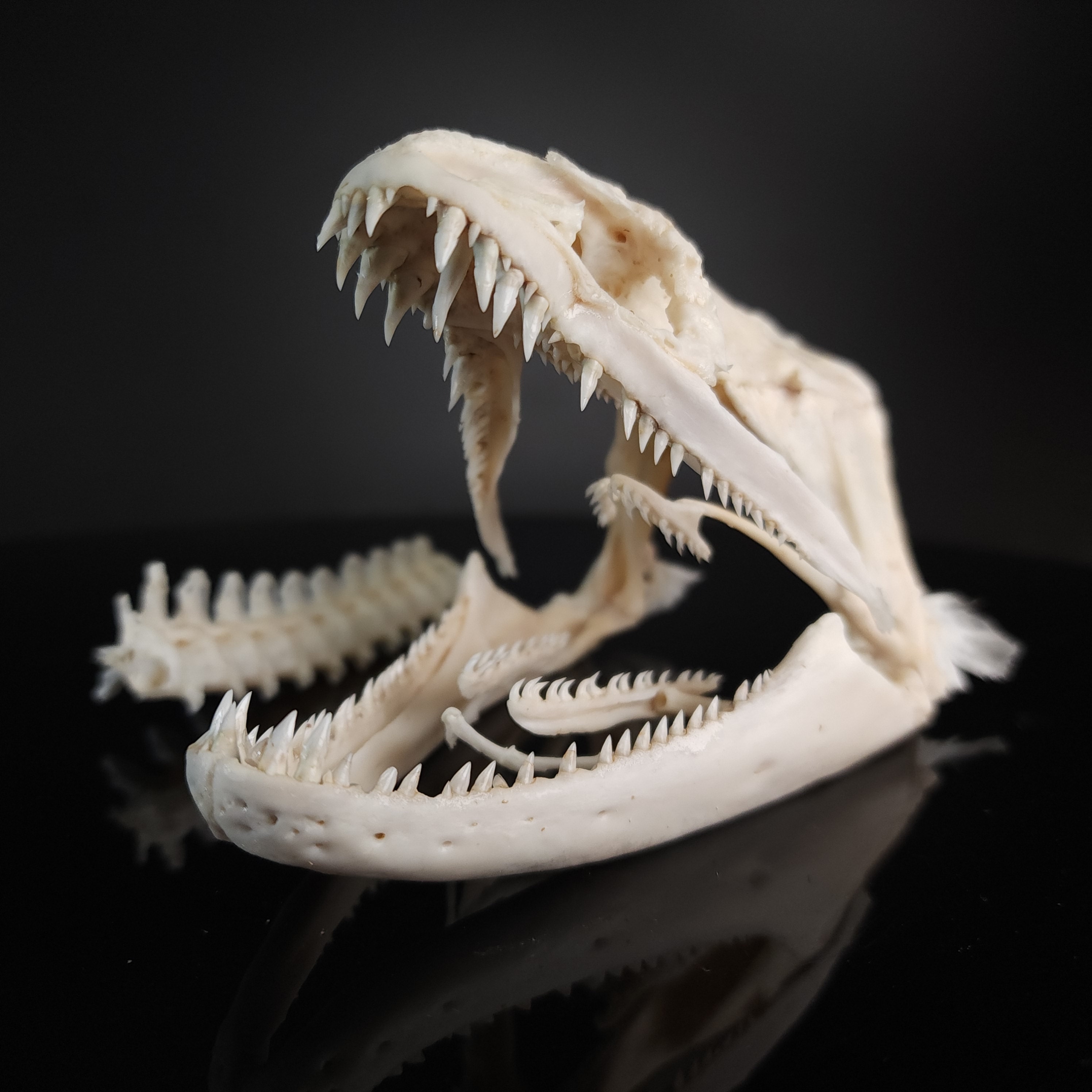 Real Moray Eel Skull 13 Cm Monster Fish Taxidermy Alien Jaw - Etsy