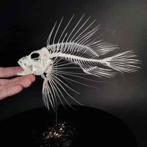 Real Lionfish Skeleton, Dendrochirus, Fish Taxidermy, on Display Base ...