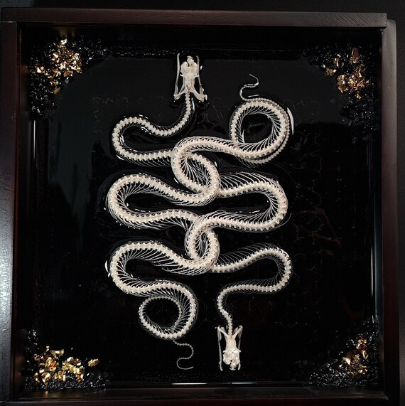 Ouroboros Snake Skeleton