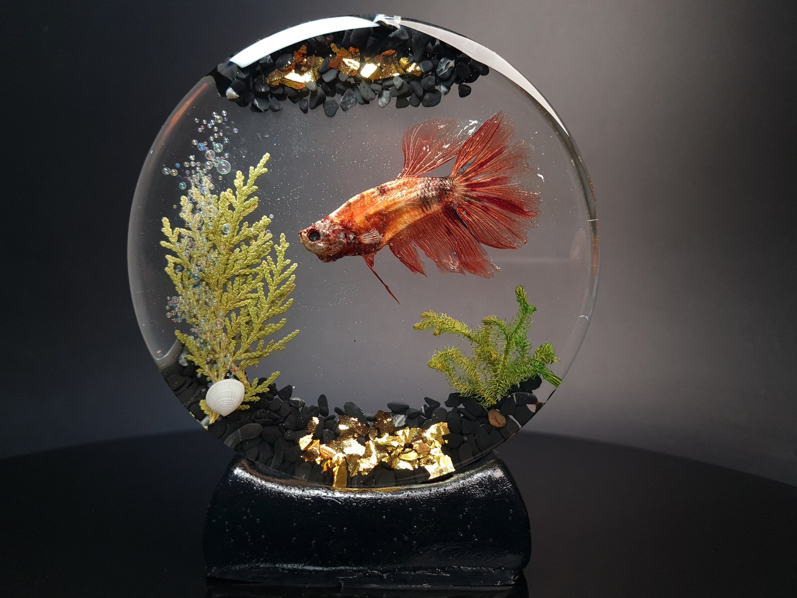 Real BETTA FISH Mummified Fish Fish Taxidermy Resin Art - Etsy