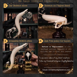 Alligator Gar Skeleton Real Fish Taxidermy, Oddities Curiosities ...