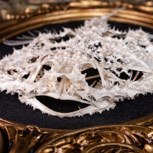 Real Starry Batfish Skeleton, Fish Taxidermy, Halieutaea Sp Bones ...