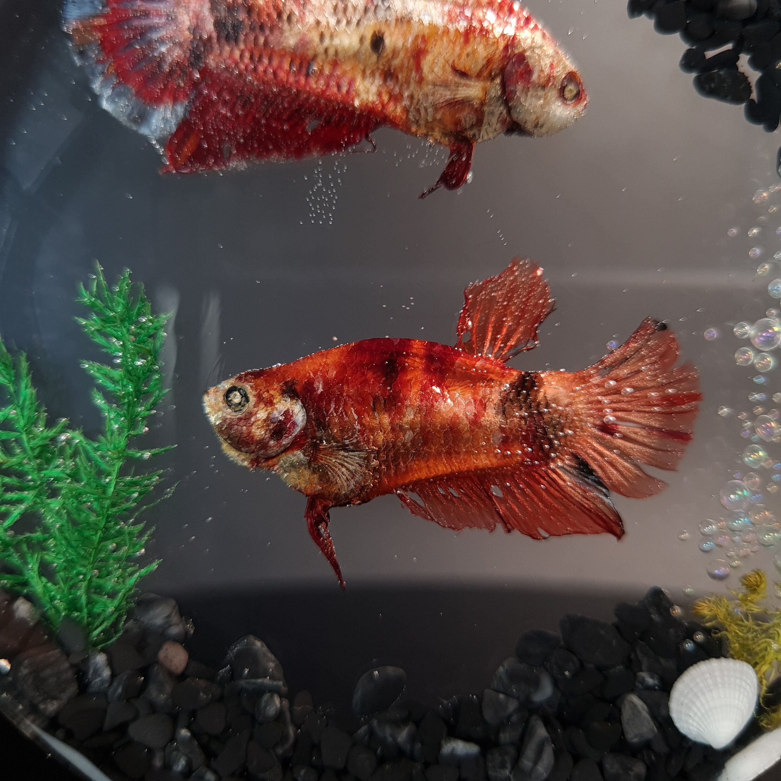 Real BETTA FISH Couple Mummified Fish Fish Taxidermy Resin - Etsy