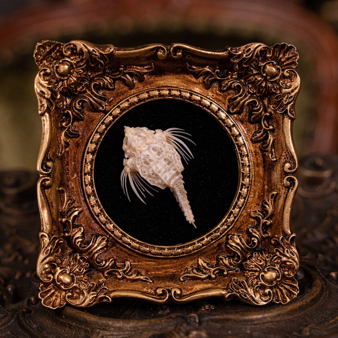 Real Dragon Seamoth, Pegasus Sea Dragon Skeleton, Sea Moth, Pegasidae ...