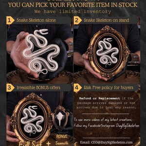 Snake Skeleton on Vintage Frame, Taxidermy Art Snake, Gothic Wall Decor ...