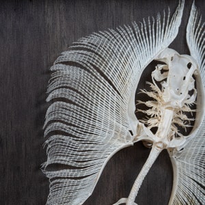 Stingray Skeleton Real Fish Taxidermy - Oddities Collector Marine ...