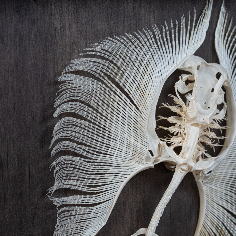 Stingray Skeleton Real Fish Taxidermy - Oddities Collector Marine ...