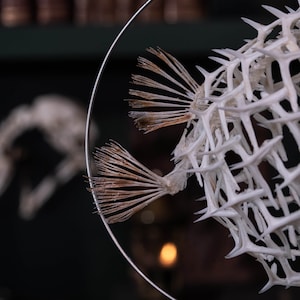 Real Pufferfish Skeleton, Fish Taxidermy, Porcupine Fish - Etsy