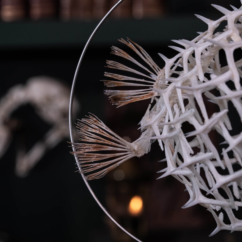 Real Pufferfish Skeleton, Fish Taxidermy, Porcupine Fish - Etsy